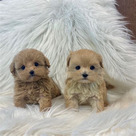 Bbs 애견분양 소형견 중형견 대형견 다양하게 책임분양 중