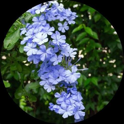 Buy Cape Leadwort Exotic Flower Plant Online Shop Now