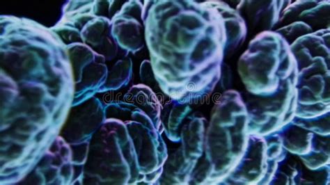Microscope Slide With Cellular Division In Progress Stock Footage Video Of Cellular Division