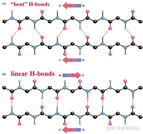 蛋白质的二级结构 知乎