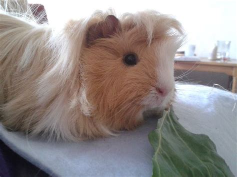 Parsnip Cutetuesday Parsnips Cute Just For Fun