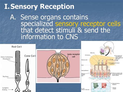 Chapter 38 The Senses Ppt Download