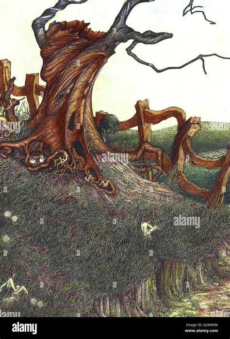 Twisted Tree Trunk Stock Photo Alamy