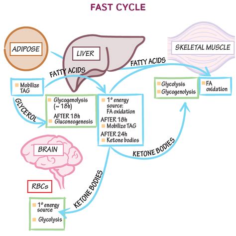 Biochemistry Glossary Feed Fast Cycle Ditki Medical And Biological