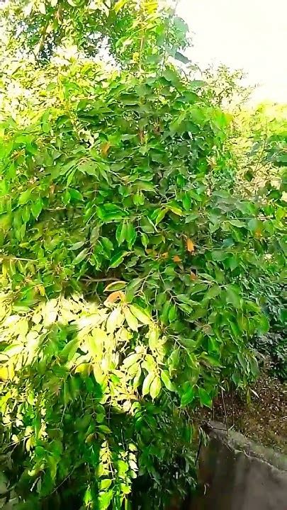 Guass The Plant Viral Youtubeshorts Shortvideo Trending Gardening Bestmoments Short Youtube