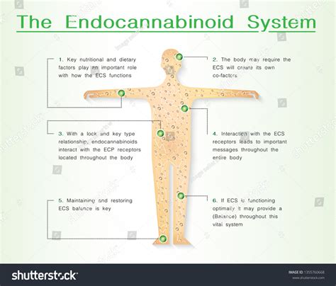 Human Endocannabinoid Systemeffect On Bodyvector Infographic Stock