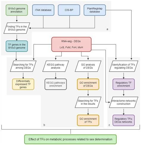 Understanding Transcription Factors And How They Affect Processes In Cucumber Sex Determination