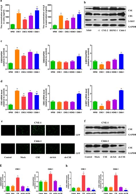 The Expression Levels Of Cse Cbs And 3 Mst In Human Npc Cells Were