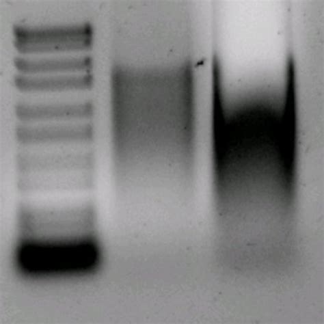 Questions With Answers In DNA DEGRADATION Science Topic