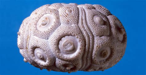 Echinoids British Geological Survey