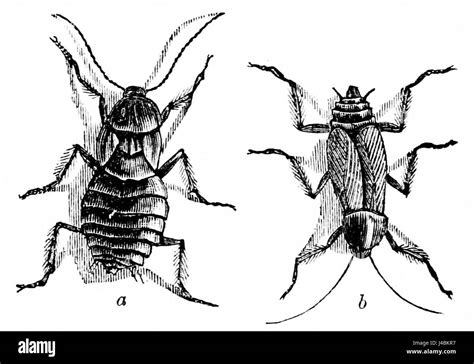 The Reference To Psm V37 D351 Cockrach Likely Points To A Specific