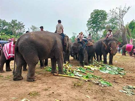 Dvb ထိုင်း မြန်မာနယ်စပ်တွင် ကရင်တိုင်းရင်းသားရိုးရာ ဆင်ပွဲတော်ကျင်းပ ဓာတ်ပုံ