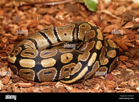 Ball Python Python Regius Close Up Photo Stock Photo Alamy