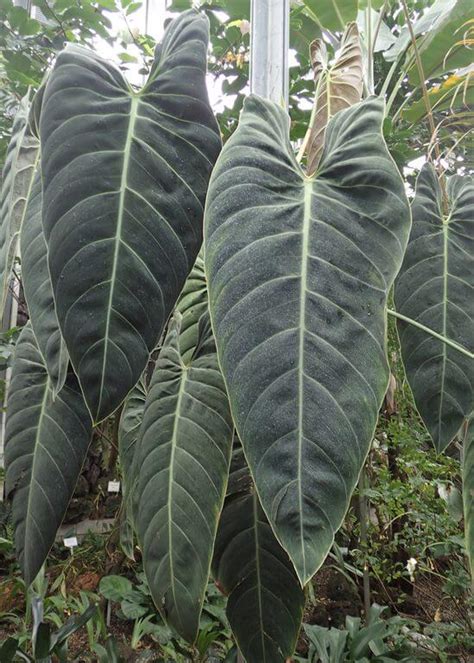 Philodendron Melanochrysum Care And Propagation Guide