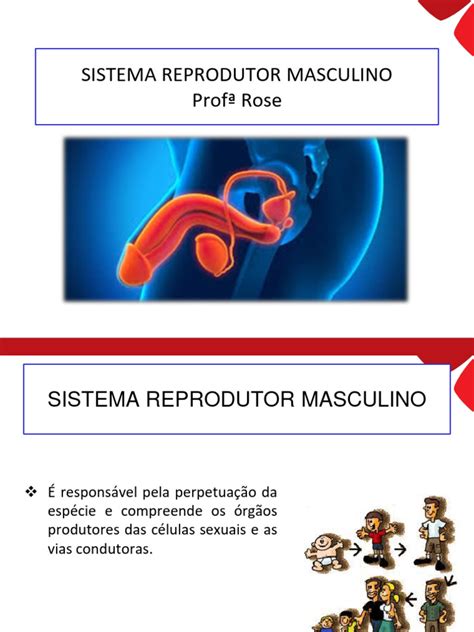 Sistema Reprodutor Masculino Pdf Próstata Sêmen