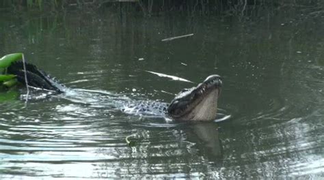Alligator Mating Call Stock Video Pond