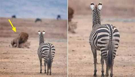 호기심 참지 못하고 벌판에서 짝짓기하는 중인 사자 부부 대놓고 빤히 쳐다보는 중인 얼룩말