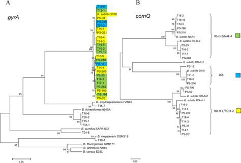 minimum evolution trees based on a partial gyra nucleotide sequences