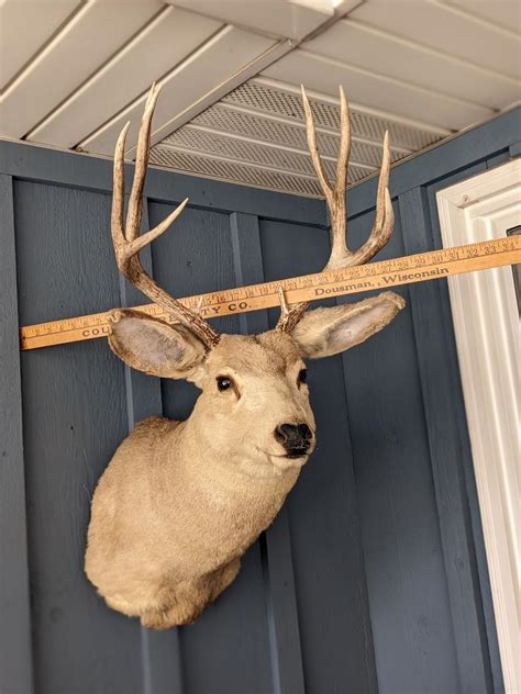 10 Pointer Buck 10 Pointer Buck