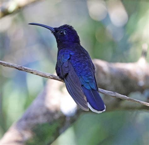 Honduras Norfolk Birders