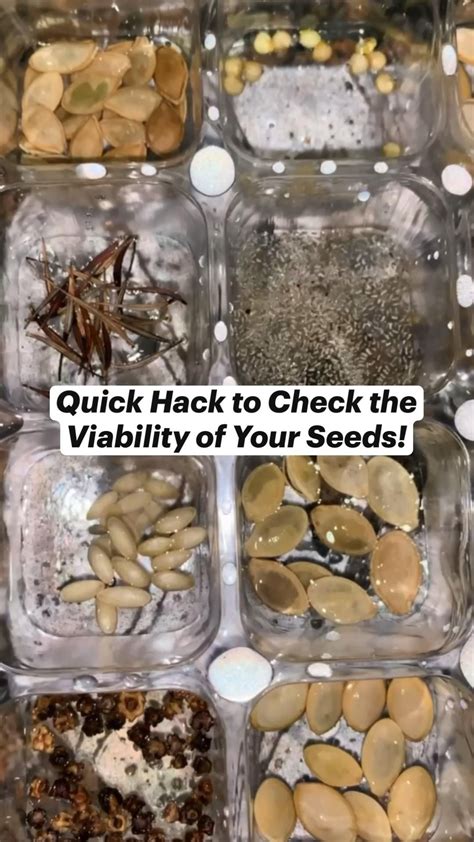 Quick Hack To Check The Viability Of Your Seeds Artofit
