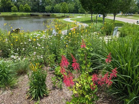 Pollinator Garden At A Local Park Less Grass To Cut And All Native
