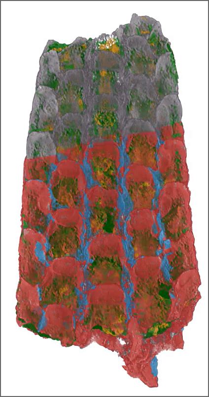 Fossil Evidence Unveils An Early Cambrian Origin For Bryozoa Dragonfly