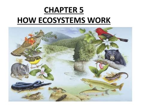 PPT CHAPTER HOW ECOSYSTEMS WORK PowerPoint Presentation Free Download ID