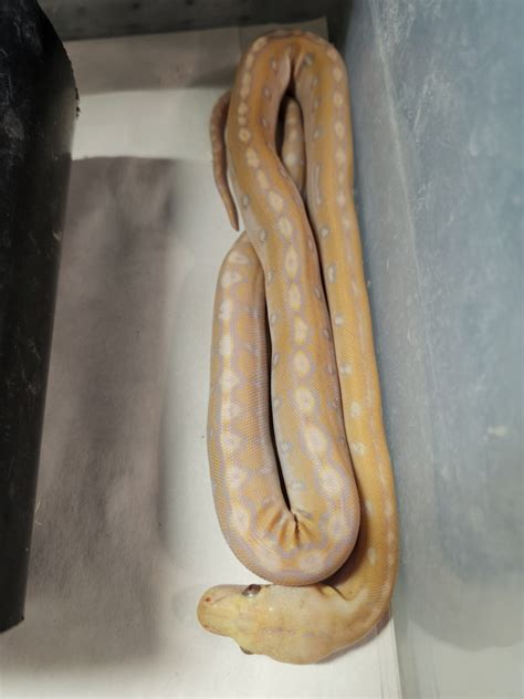 Renick Ghost Phantom Reticulated Python By Revered Retics Morphmarket