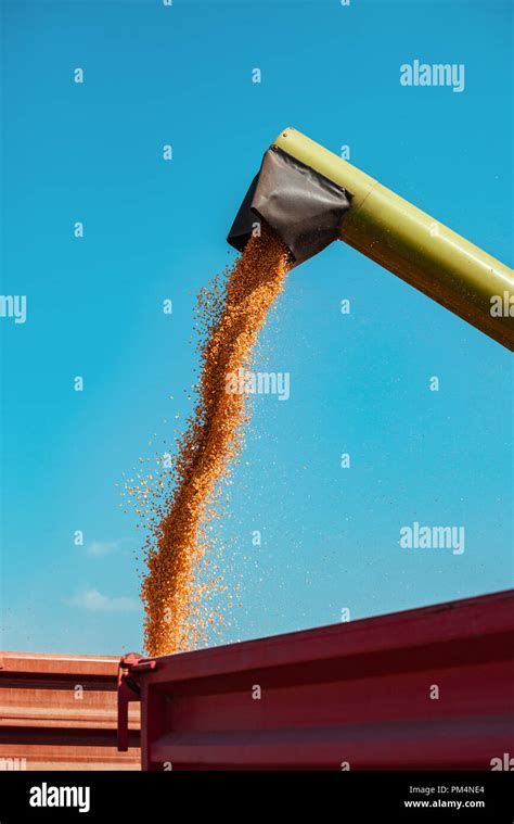 Combine Unloader Pouring Harvested Corn Kernels Into Tractor Cargo Cart