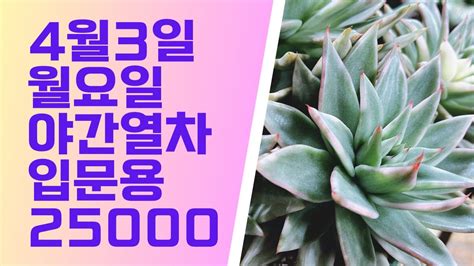 4월3일🚂야간열차입문자용금다육다육이농장 금다육이금다육도매 감사합니다 기적을만들어냅니다 Youtube