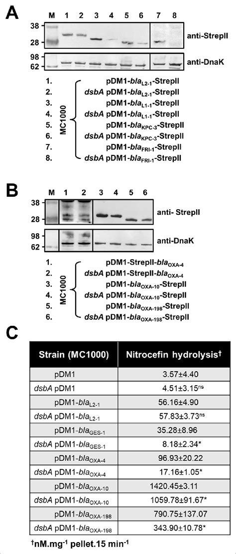 β Lactamase Enzymes From Most Classes Become Unstable In The Absence Of