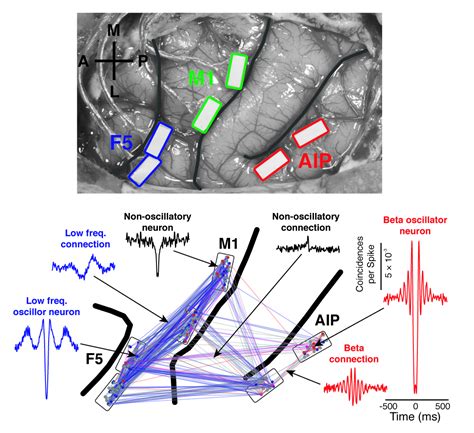 Neural Population Dynamics And Connectivity Dpz