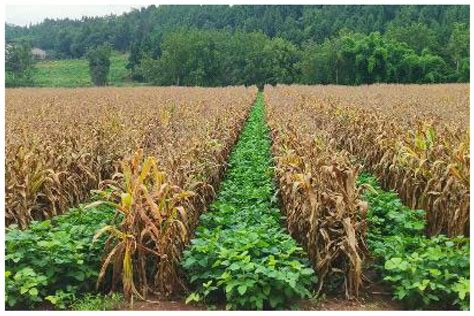 Structural Design And Testing Of A Corn Header For Soybeancorn