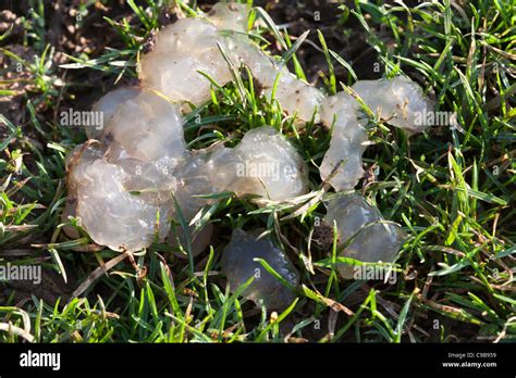 Jelly Blob Hi Res Stock Photography And Images Alamy