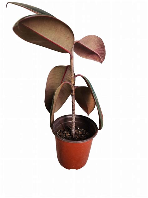 On Sale Ficus Elastica Plant Plantly
