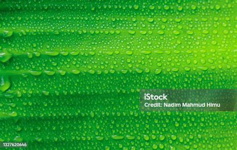 물 방울이있는 아름다운 녹색 잎 벽지에 대한 녹색 잎에 물 방울 0명에 대한 스톡 사진 및 기타 이미지 0명 감귤류 과일 건강한 식생활 Istock