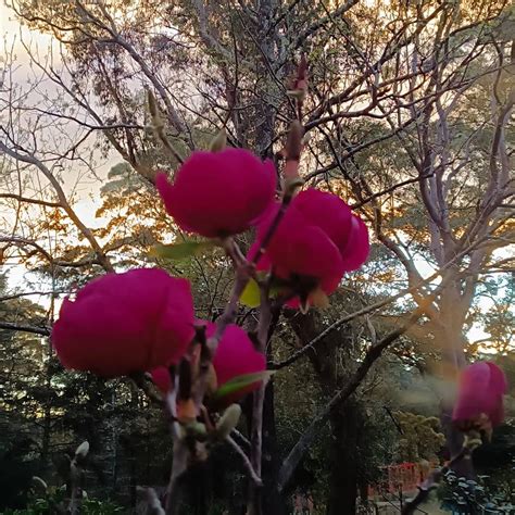 තේර ගාථා වෙසක් පොහෝ දින වැදගත්කම 1 බෝධිසත්වයන් වහන්සේ Facebook