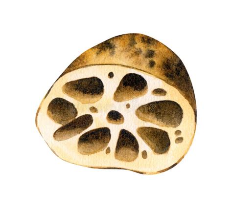 Lotus Root Tuber Unpeeled In Section Asian Food Stock Image