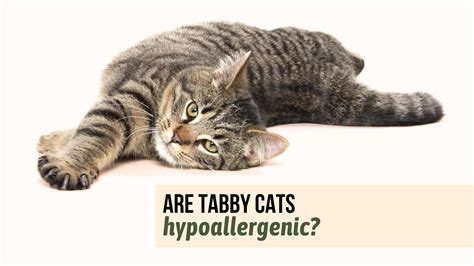 Are Tabby Cats Hypoallergenic Or Likely To Trigger Allergies