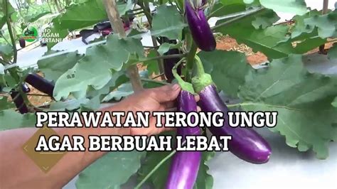 Agar Terong Ungu Berbuah Lebat & Cepat Panen Lakukan Perawatan Ini - YouTube