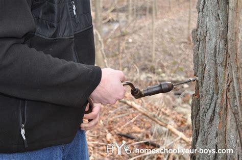 Real Life Lesson How To Tap A Maple Tree Homebabe Your Babes