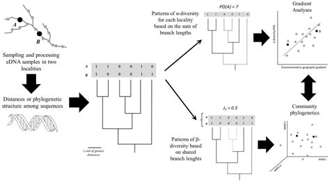 Environmental Dna And Biodiversity Patterns A Call For A Community Phylogenetics Approach