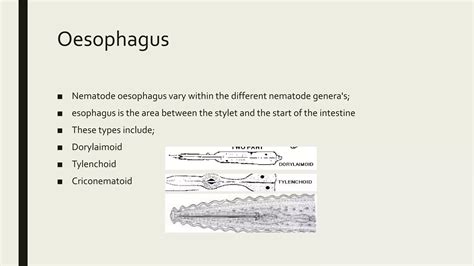 sampling extraction and identification of plant parasitic nematodes ppn
