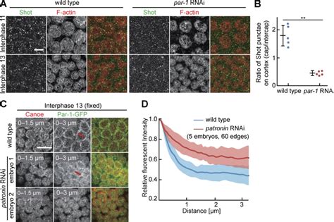 Mutual Antagonism Between Par 1 And Patroninshot A Fixed Embryos Of