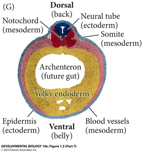 Ectodermal Derivitives And Neural Tube Formation Flashcards Quizlet