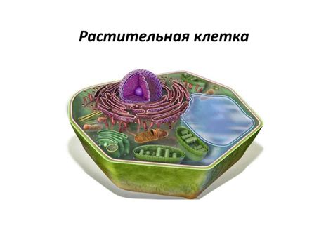 Растительная клетка - презентация онлайн