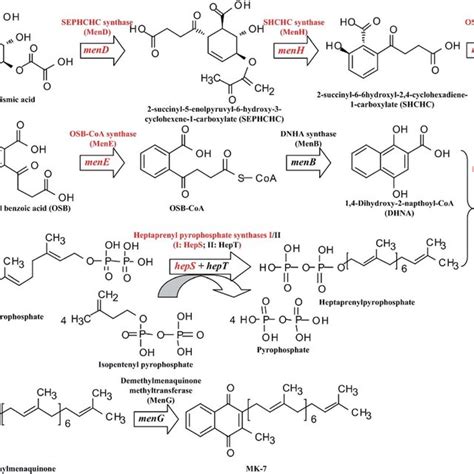 Identification Of Bacillus Spp Isolates By Biomerieux Api 50 Chb A