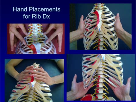 Omm Ribs Inhalation And Exhalation Sd Flashcards Quizlet