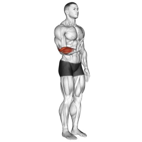 Bodyweight Reverse Wrist Curl Video Guide With Expert Tips